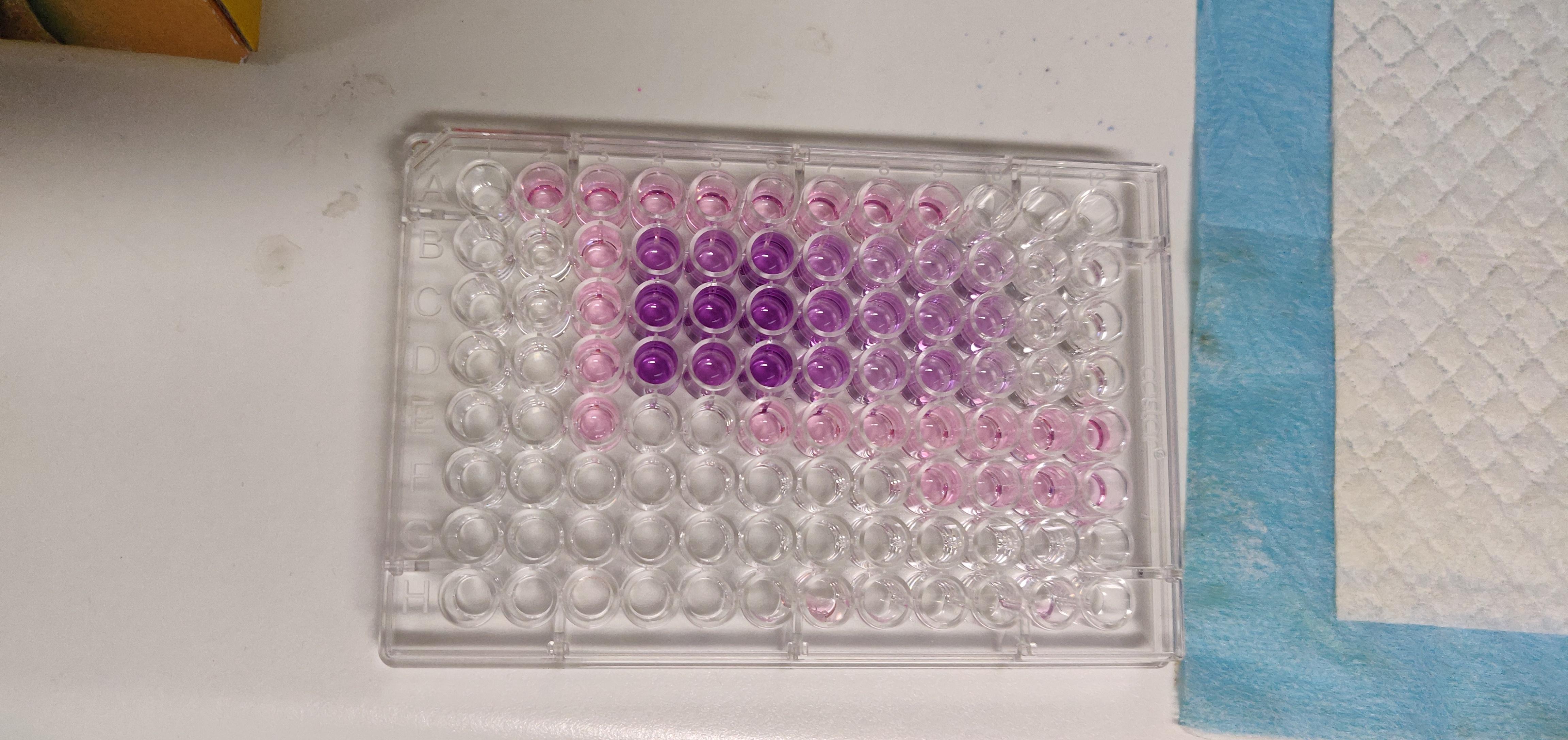 Cell Based Assays